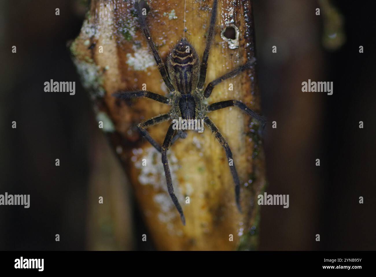 Cupiennius hi-res stock photography and images - Alamy