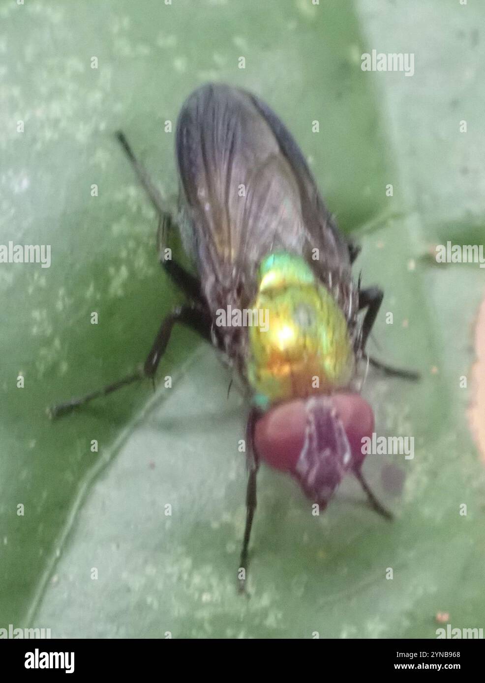 Nose Flies (Rhiniidae Stock Photo - Alamy