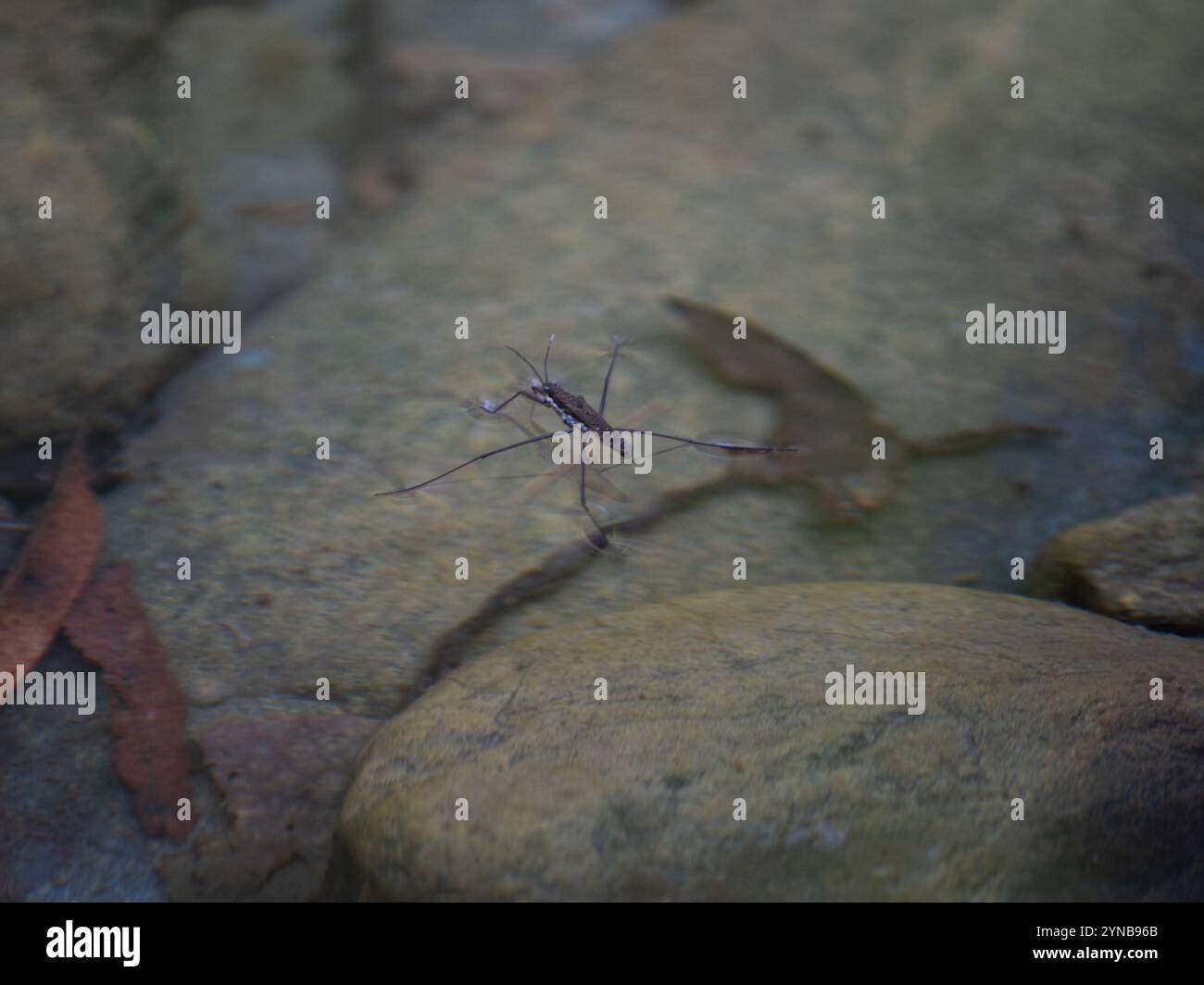 North American Common Water Strider (Aquarius remigis Stock Photo - Alamy
