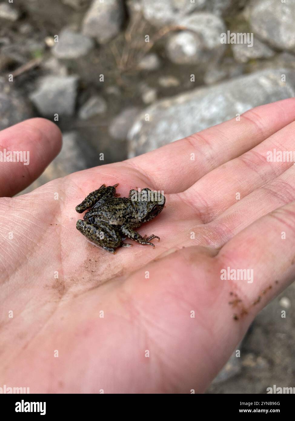 Coastal Tailed Frog (Ascaphus truei Stock Photo - Alamy