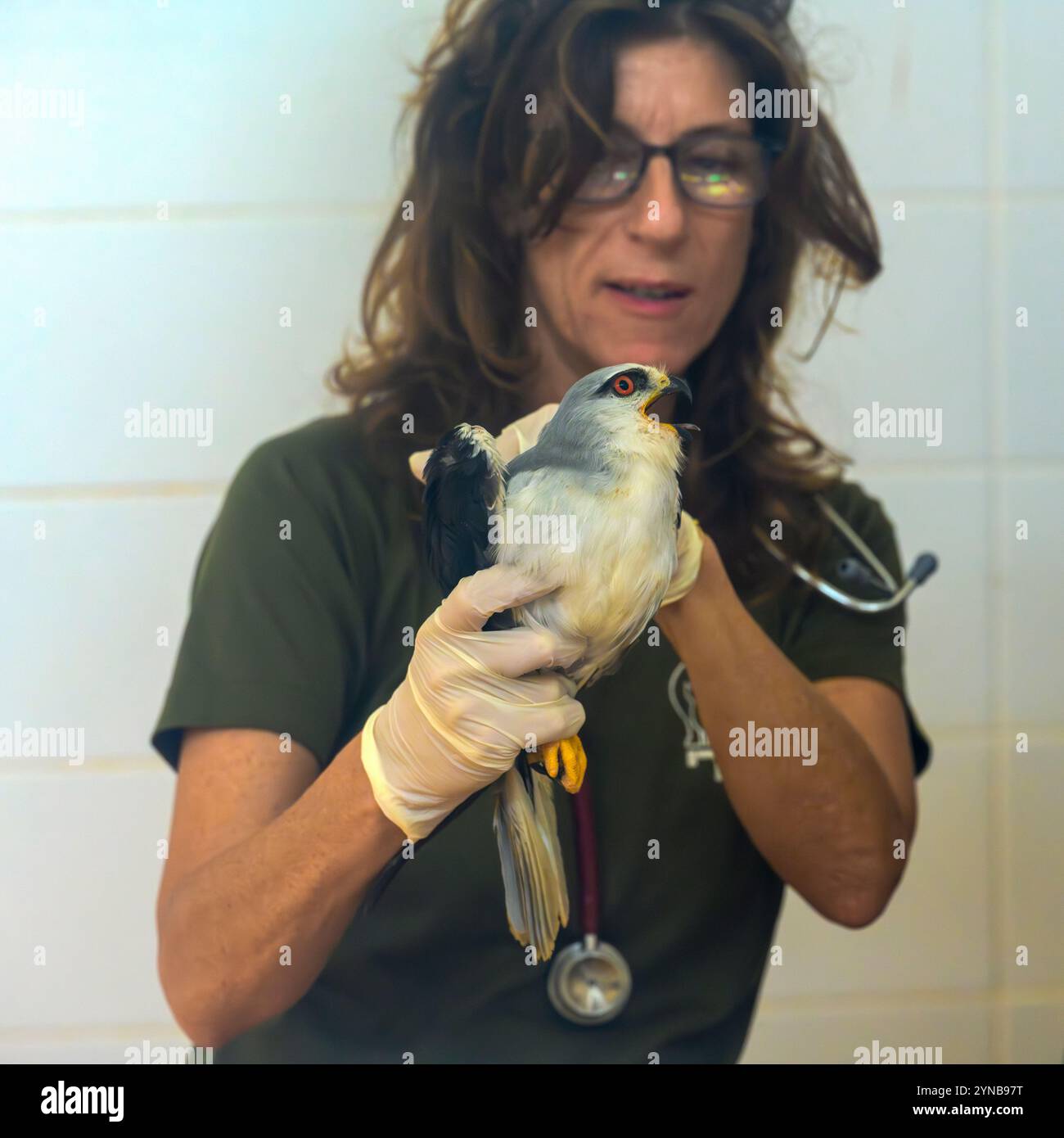 Veterinarian staff are checking up on the progress of a hospitalised ...