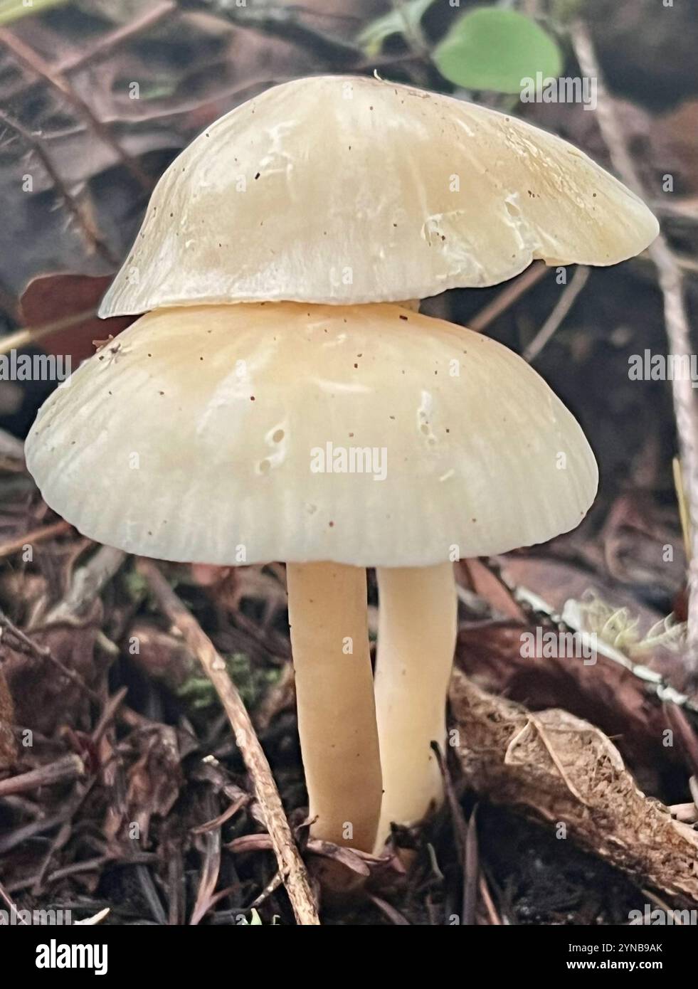 Snowy Waxcap (Cuphophyllus virgineus Stock Photo - Alamy