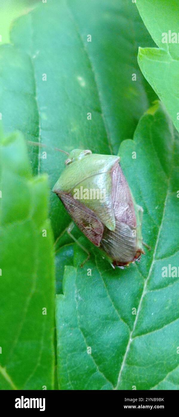 True Bugs (Heteroptera Stock Photo - Alamy