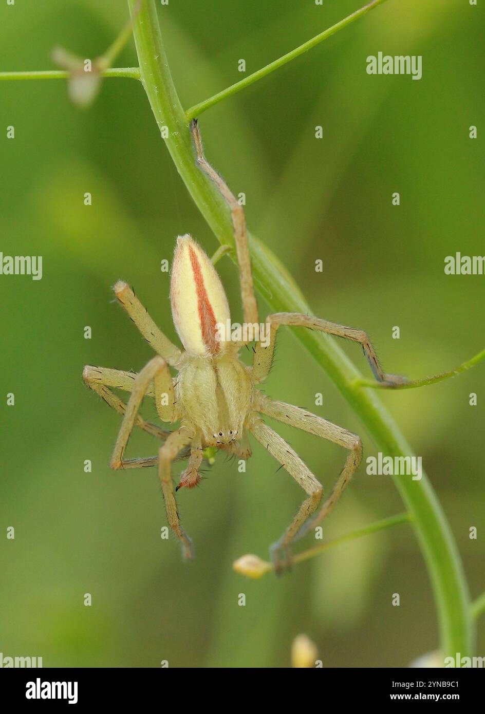 Green Huntsman Spider (Micrommata virescens Stock Photo - Alamy