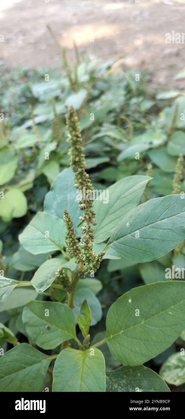 green amaranth (Amaranthus viridis Stock Photo - Alamy
