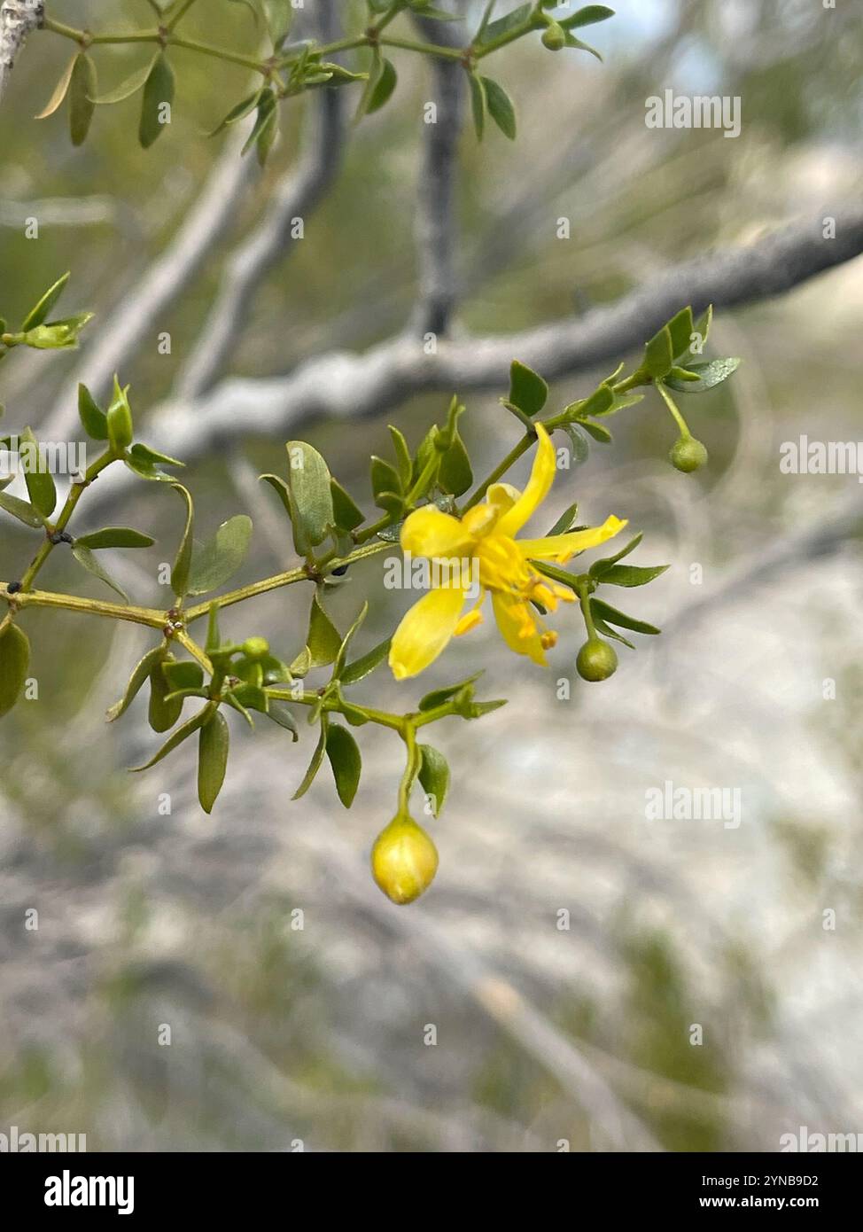 Creosote Bush (Larrea tridentata Stock Photo - Alamy