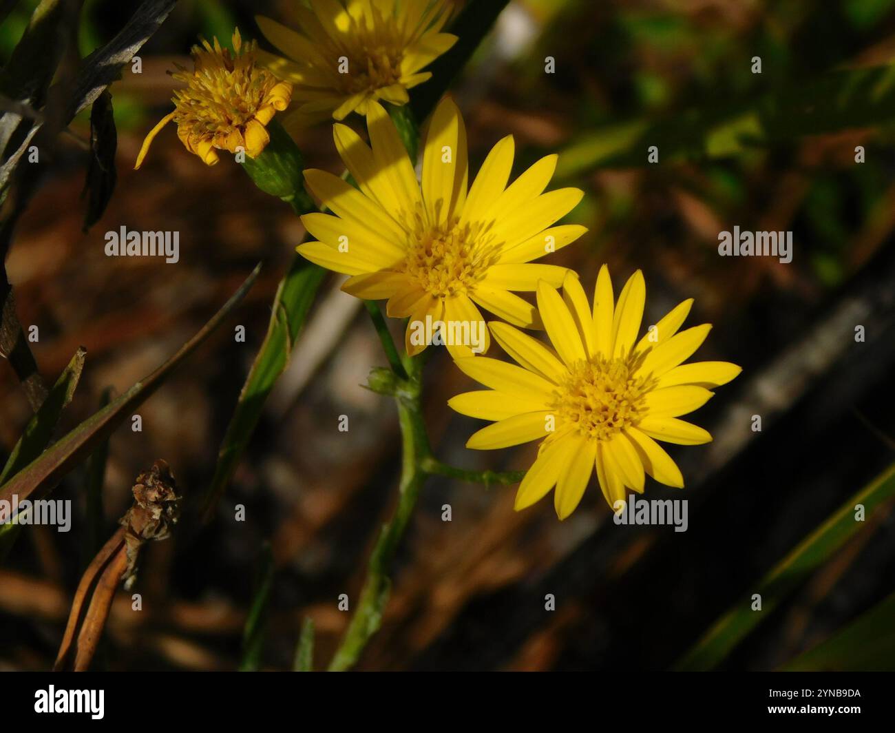 Narrowleaf silkgrass hi-res stock photography and images - Alamy