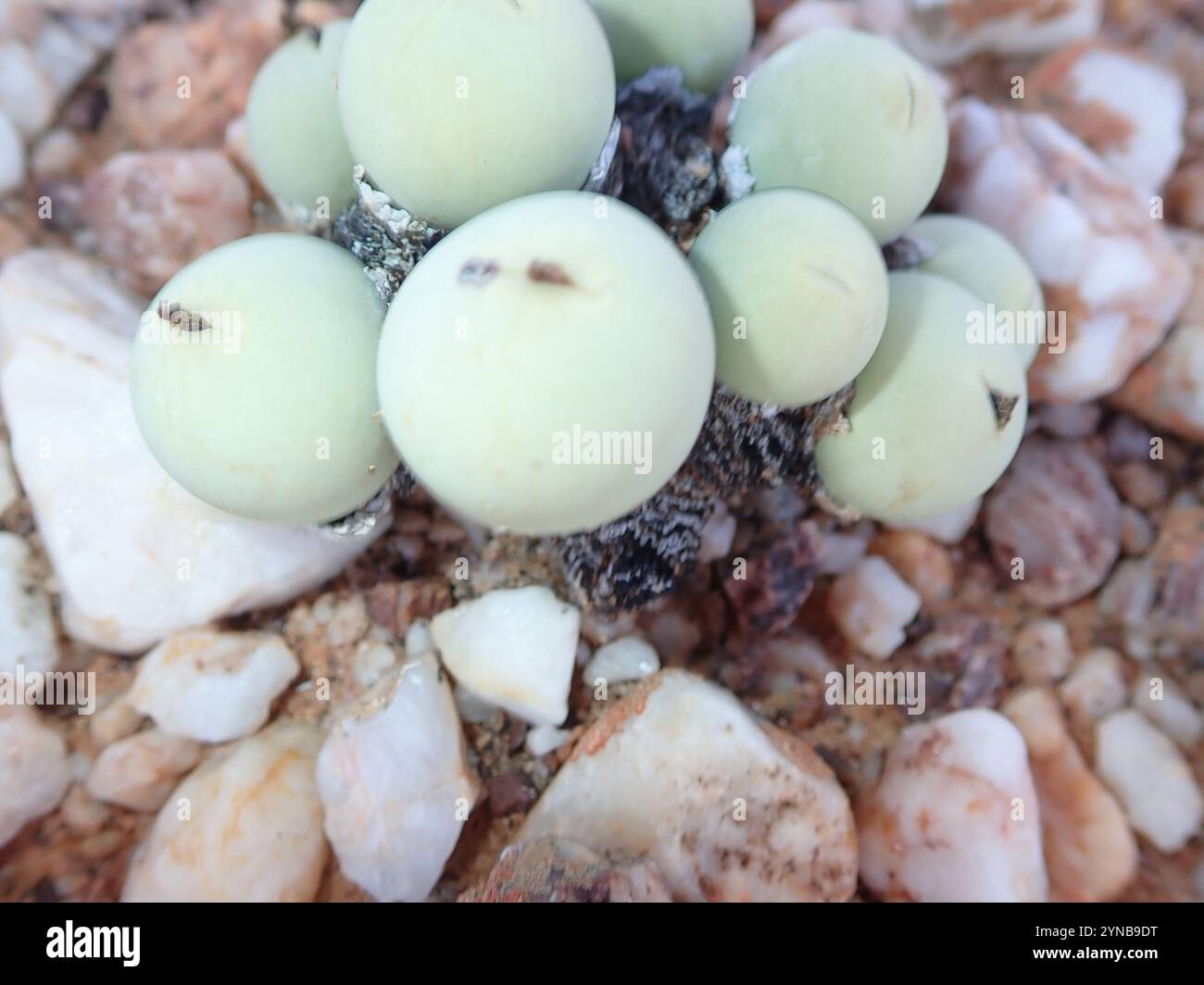 Marble Buttons (Conophytum calculus Stock Photo - Alamy