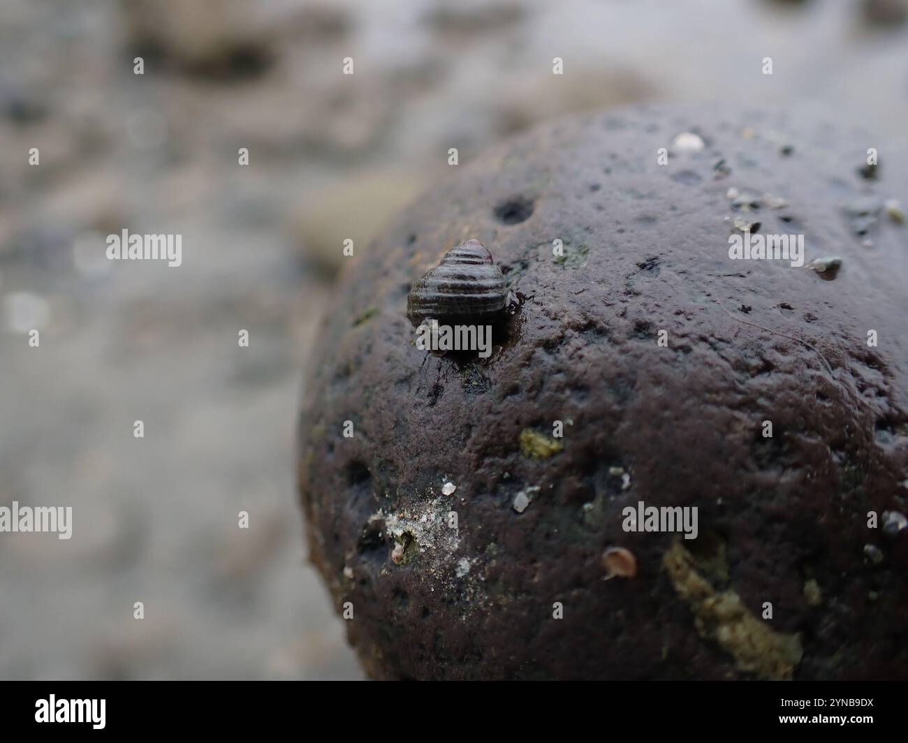 Sitka Periwinkle (Littorina sitkana Stock Photo - Alamy