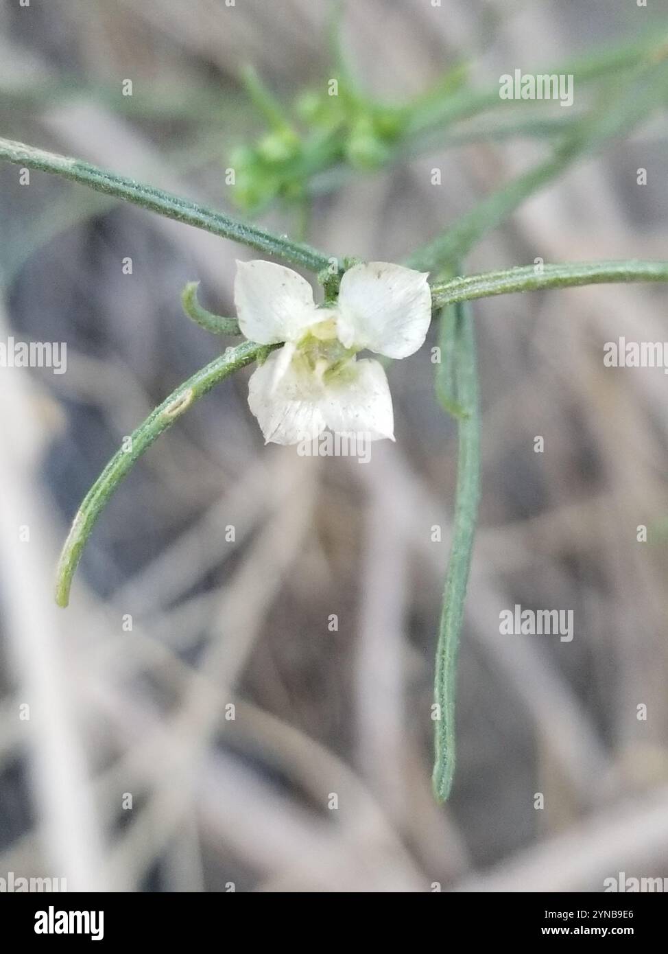 Ambrosia salsola hi-res stock photography and images - Alamy