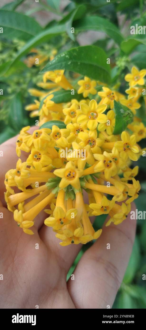 Cestrums hi-res stock photography and images - Alamy