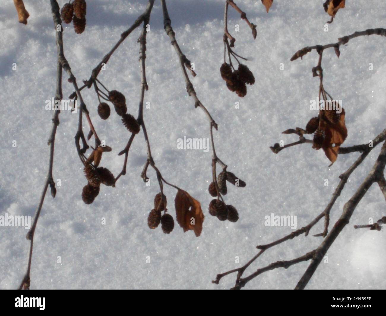 siberian alder (Alnus alnobetula fruticosa Stock Photo - Alamy