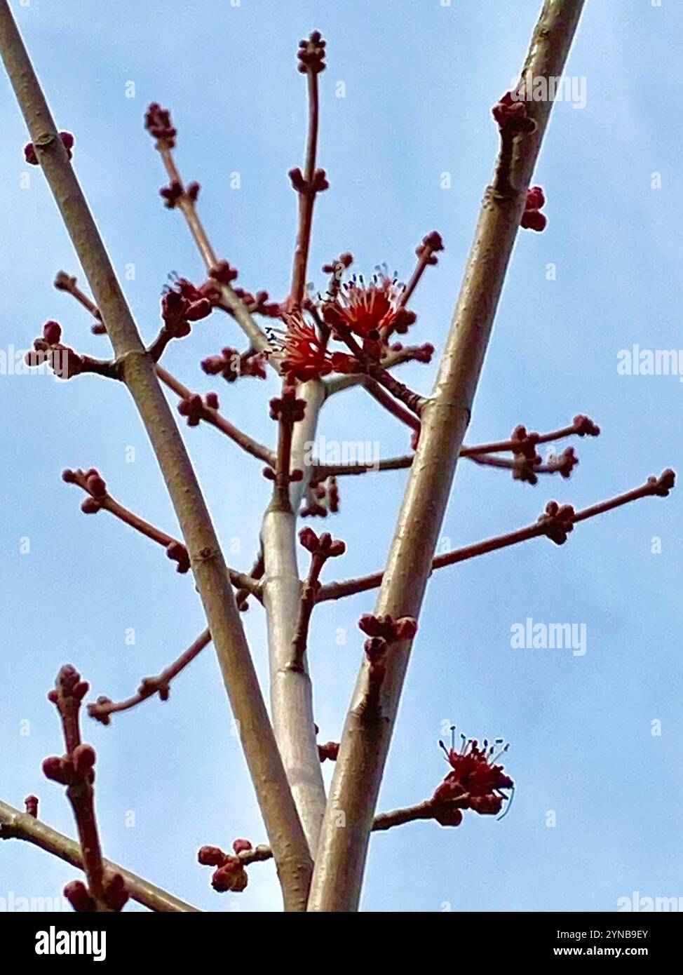 red maple (Acer rubrum Stock Photo - Alamy