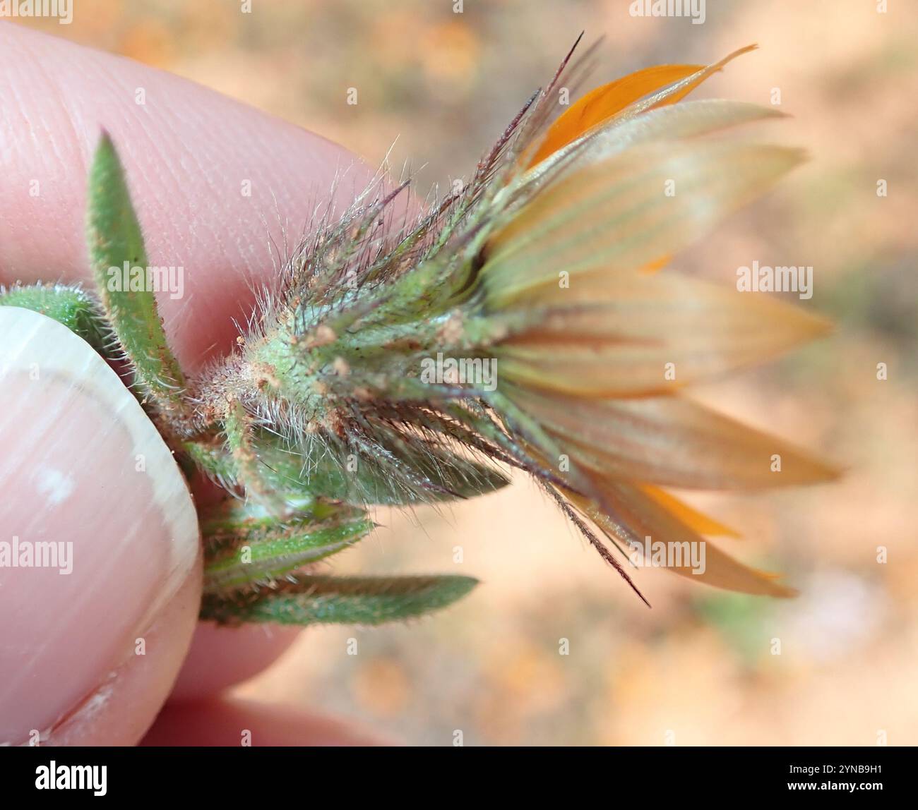 Gorteria diffusa diffusa hi-res stock photography and images - Alamy