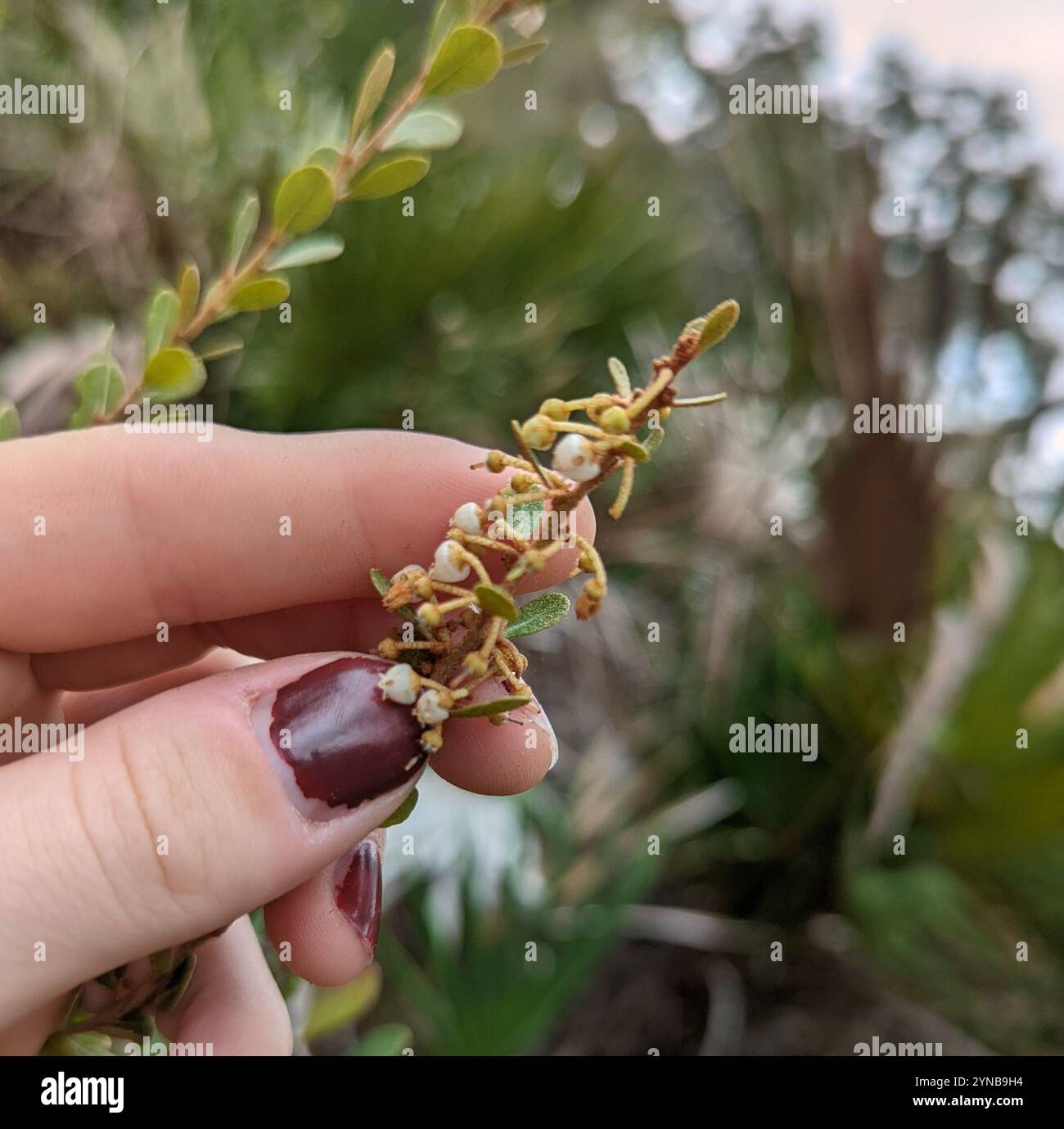 coastal plain staggerbush (Lyonia fruticosa Stock Photo - Alamy