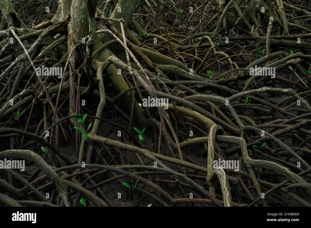 Close-up root of mangrove tree in lush wetland forest. Natural defense ...