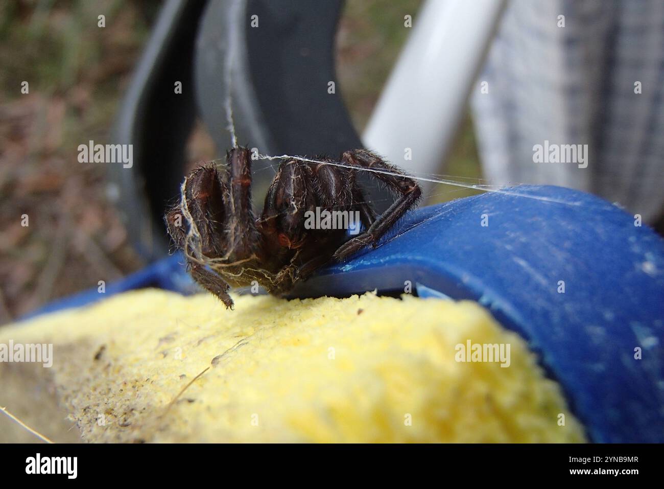 Brown Trapdoor Spiders (Arbanitis Stock Photo - Alamy