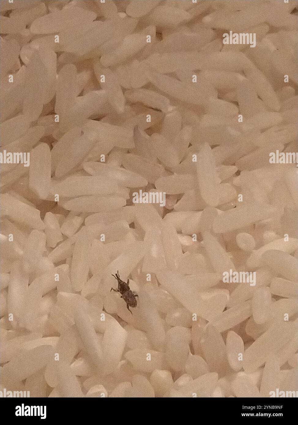 Rice Weevil (Sitophilus oryzae Stock Photo - Alamy