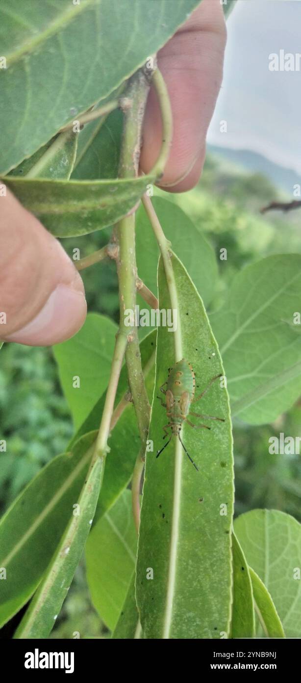 Sapium haematospermum hi-res stock photography and images - Alamy