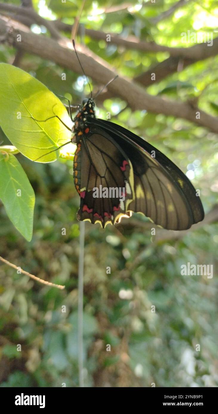 Polydamas Swallowtail (Battus polydamas Stock Photo - Alamy