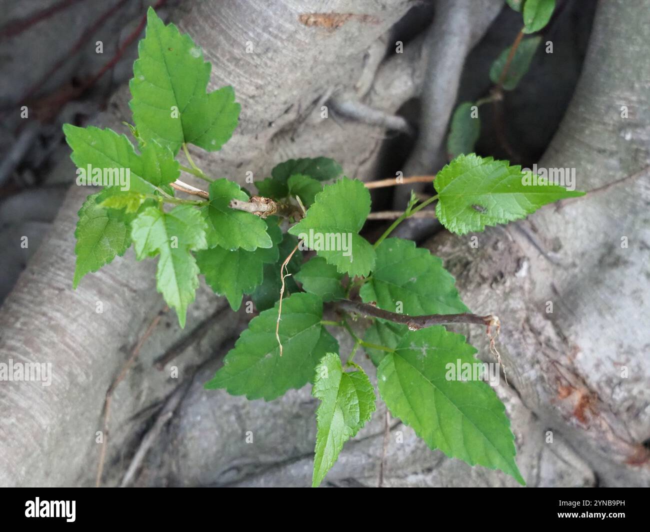 Korean mulberry (Morus indica Stock Photo - Alamy