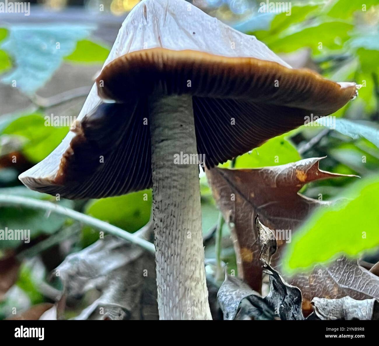 Tall Psathyrella (Psathyrella longipes Stock Photo - Alamy