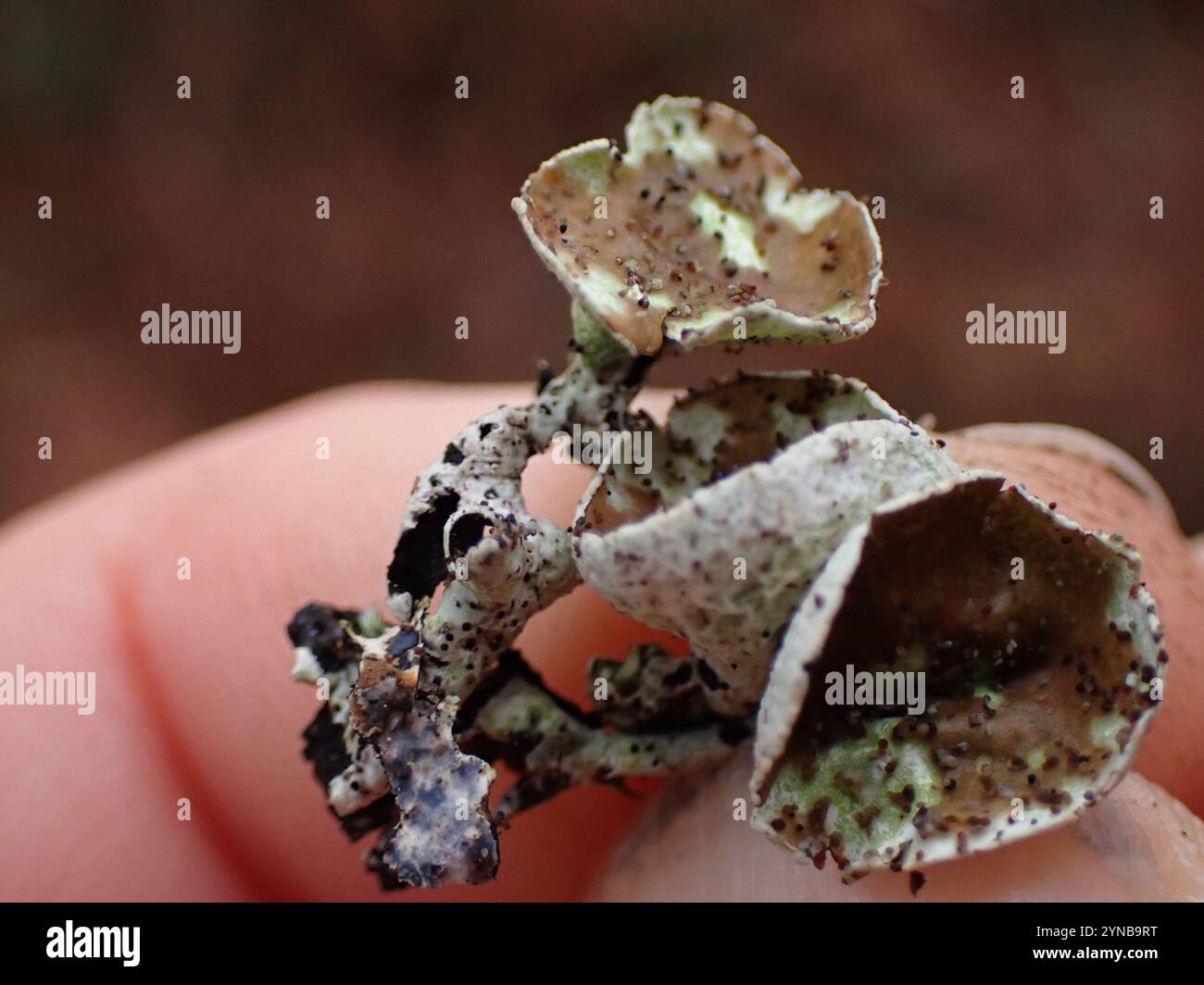 Ascomycete Fungi (Ascomycota Stock Photo - Alamy