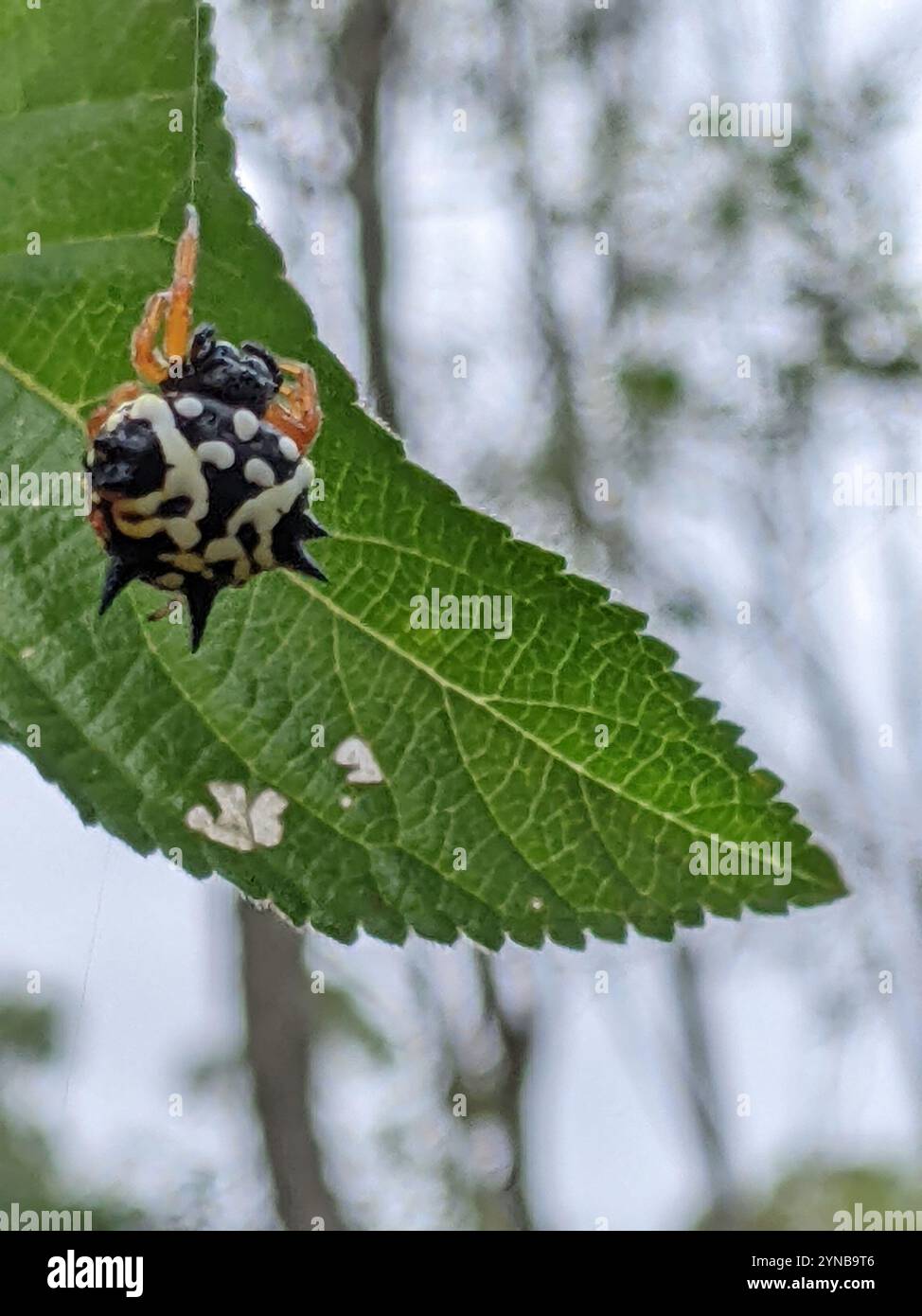 Christmas Jewel Spider (Austracantha minax Stock Photo - Alamy