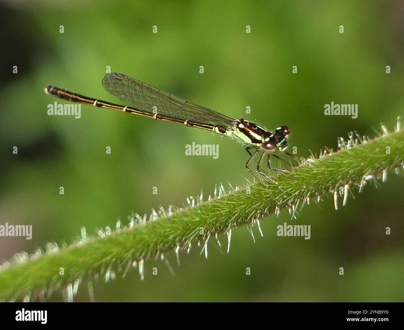 Fragile Forktail (Ischnura posita Stock Photo - Alamy