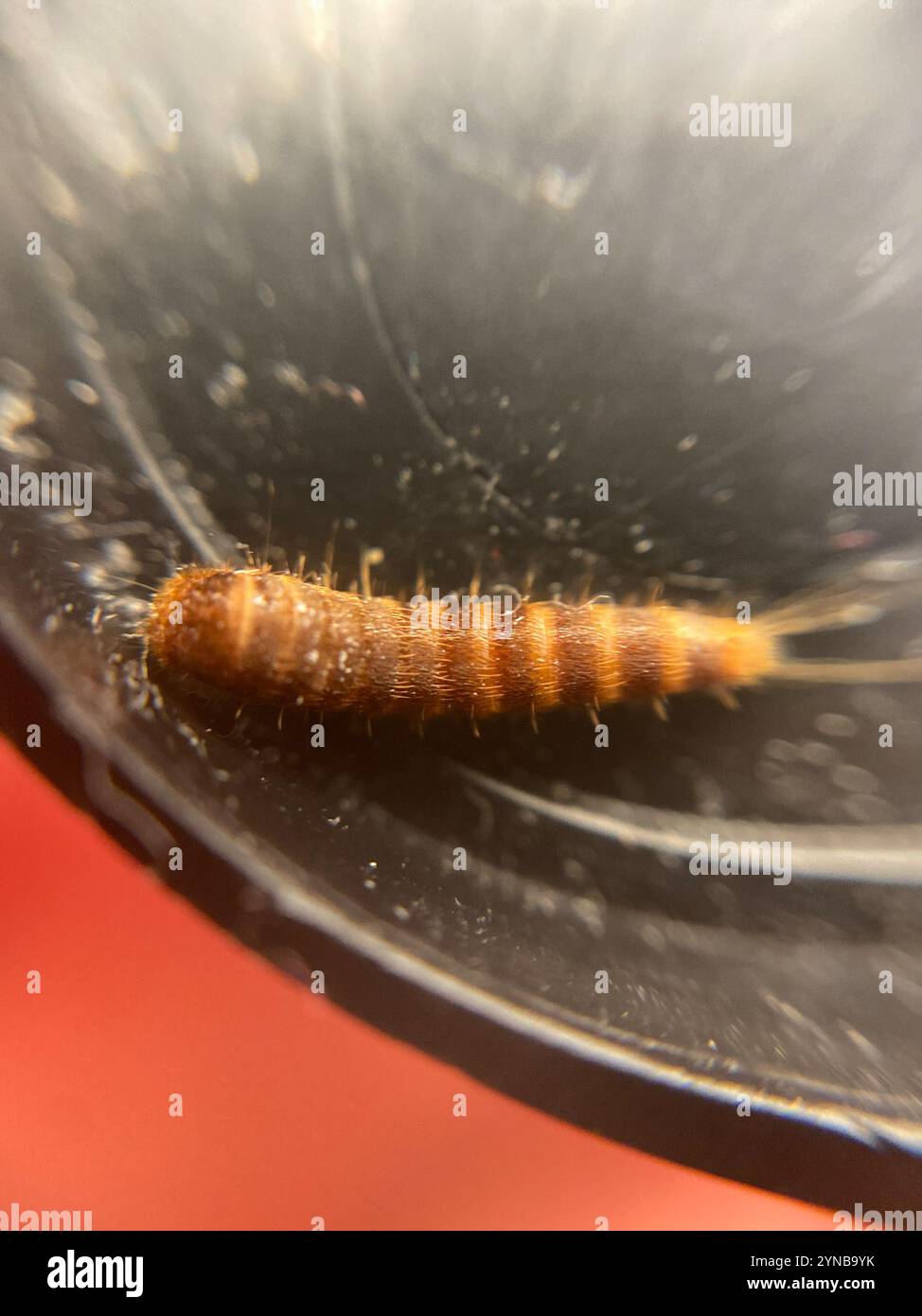 Black Carpet Beetles (Attagenus Stock Photo - Alamy