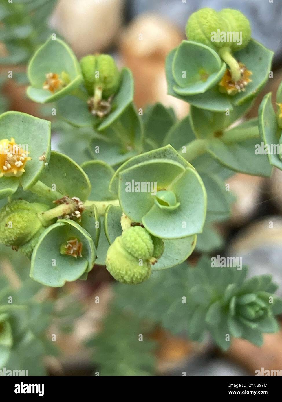 Sea Spurge (Euphorbia paralias Stock Photo - Alamy