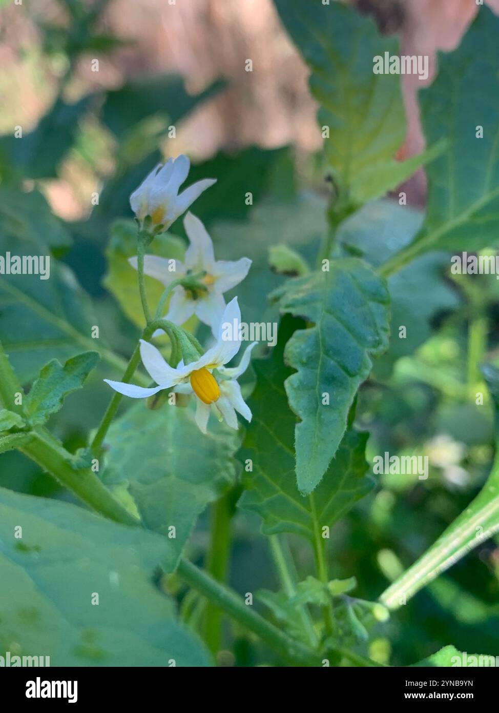 greenspot nightshade (Solanum douglasii Stock Photo - Alamy