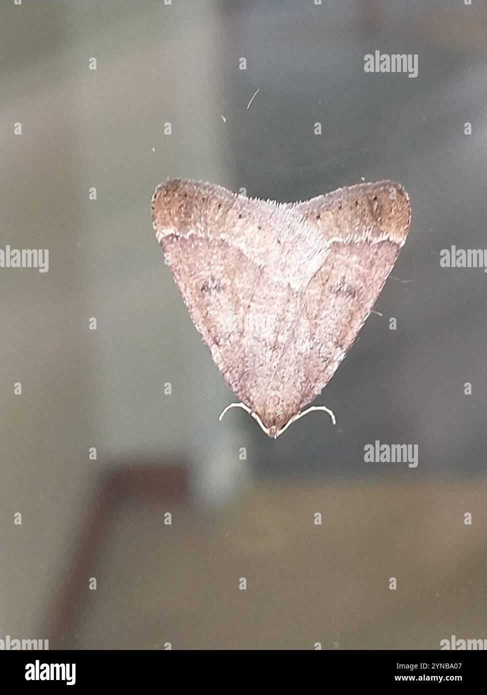 Early Moth (Theria primaria Stock Photo - Alamy