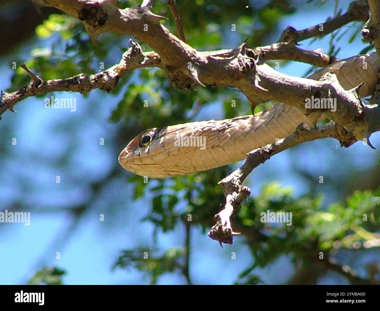 Boomslang (Dispholidus typus Stock Photo - Alamy