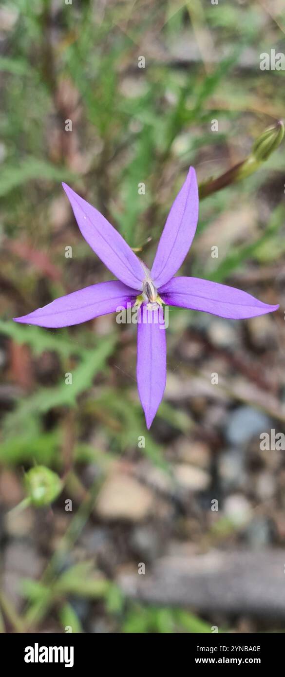 rock isotome (Lithotoma axillaris Stock Photo - Alamy