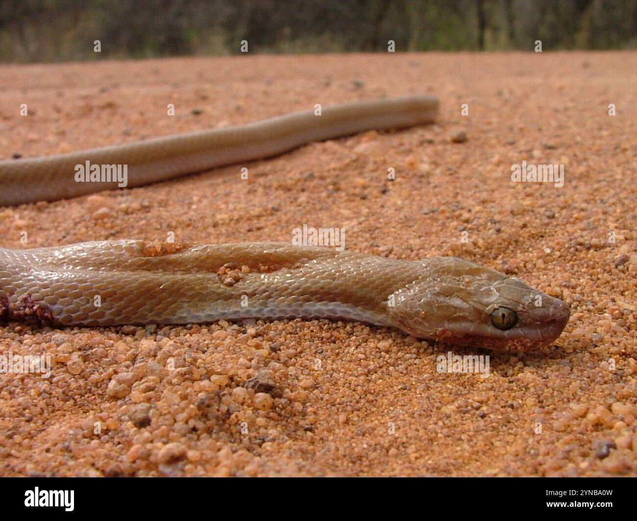 Cape House Snake (Boaedon capensis Stock Photo - Alamy