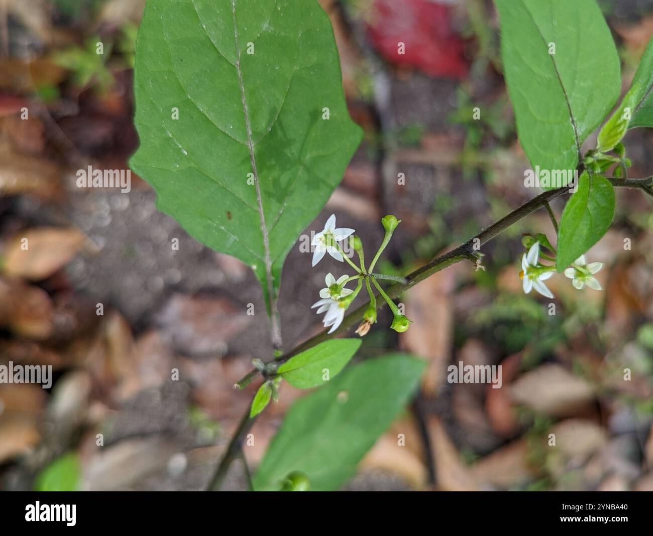 American black nightshade (Solanum americanum Stock Photo - Alamy