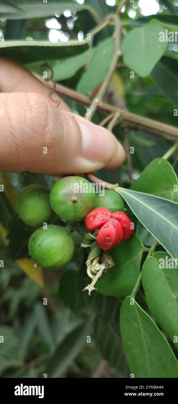 Sapium haematospermum hi-res stock photography and images - Alamy