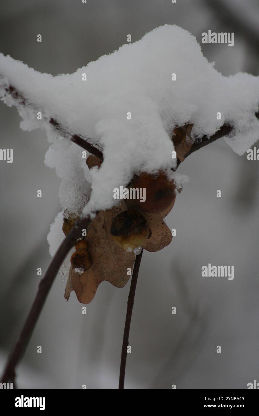 Cherry Gall Wasp (Cynips quercusfolii Stock Photo - Alamy