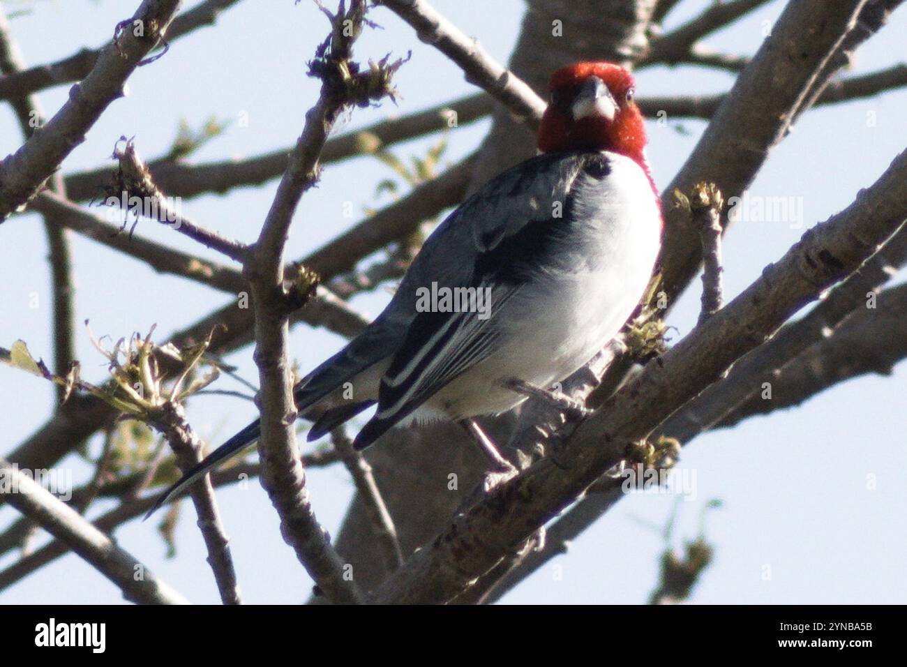 Red-cowled Cardinal (Paroaria dominicana Stock Photo - Alamy