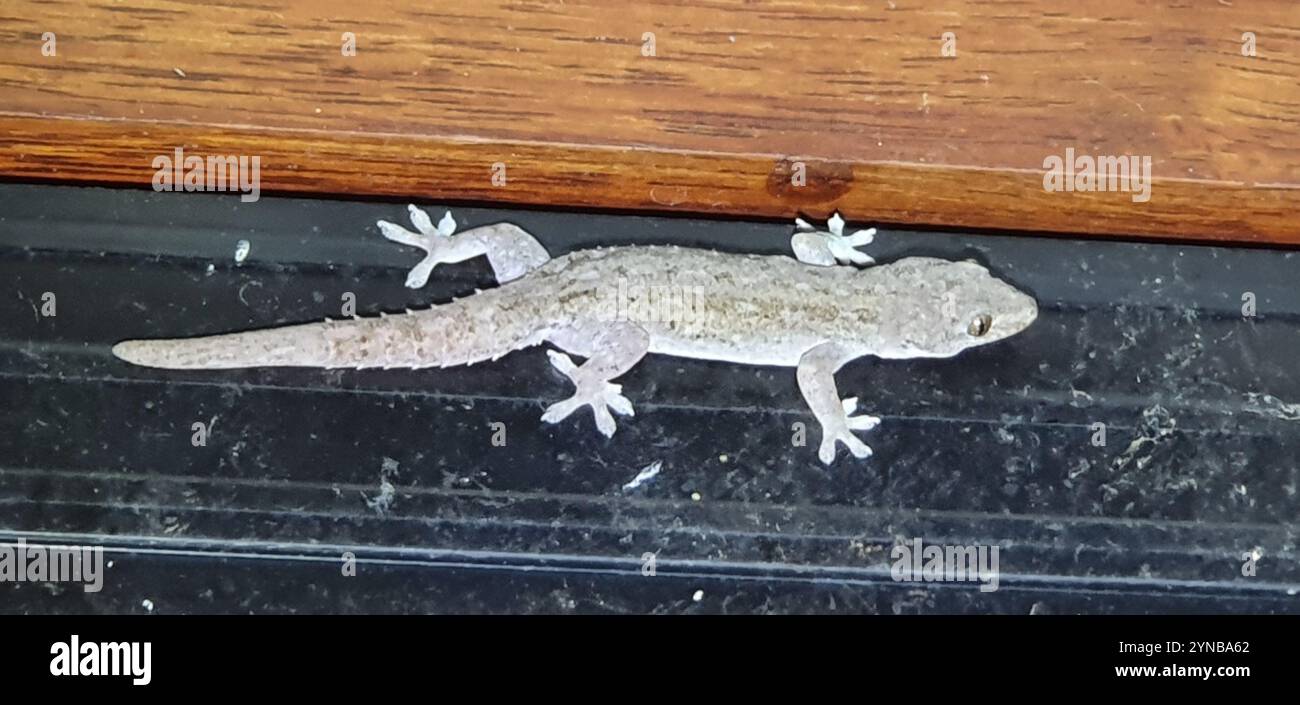 Asian House Gecko (Hemidactylus frenatus Stock Photo - Alamy