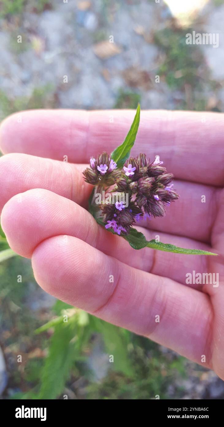 purpletop vervain (Verbena incompta Stock Photo - Alamy