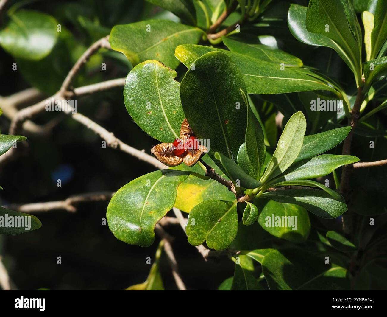 Japanese cheesewood (Pittosporum tobira Stock Photo - Alamy