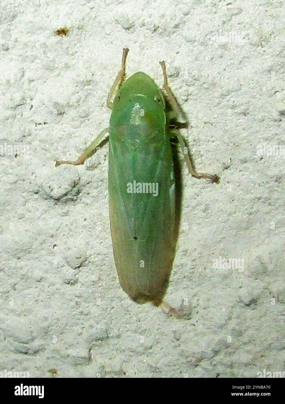 Typical Leafhoppers (Cicadellidae Stock Photo - Alamy