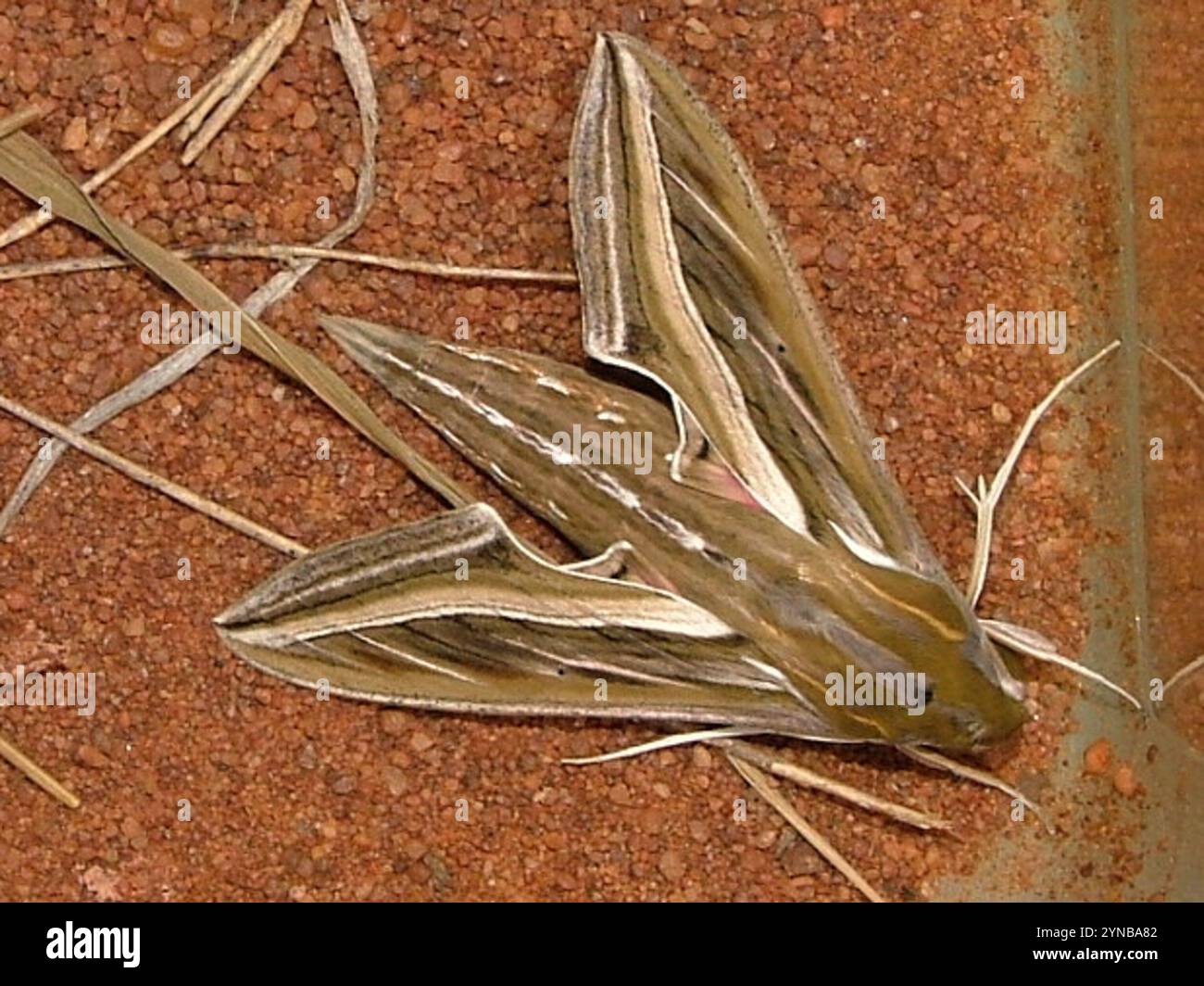Vine Hawkmoth (Hippotion celerio Stock Photo - Alamy