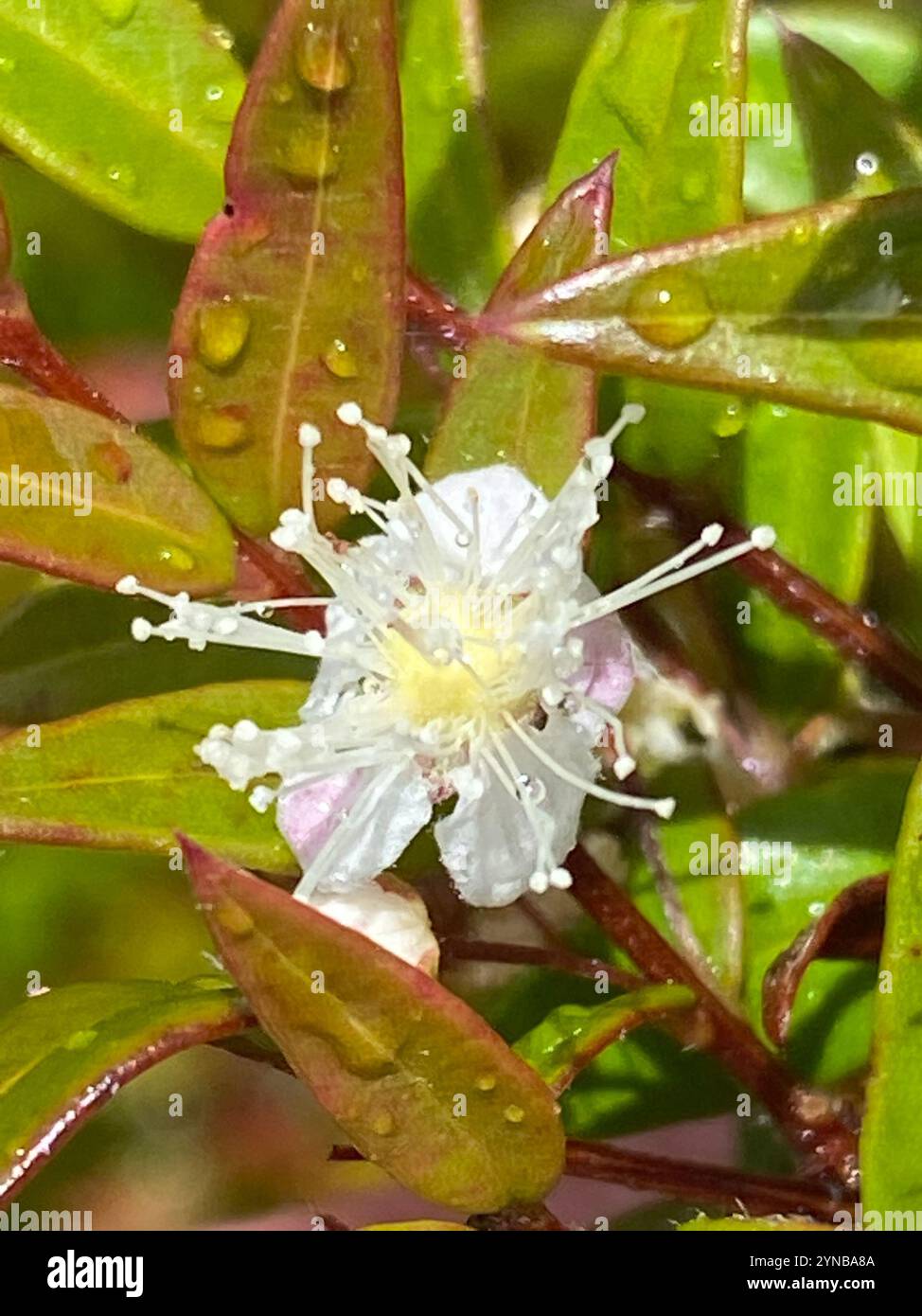 Austromyrtus hi-res stock photography and images - Alamy