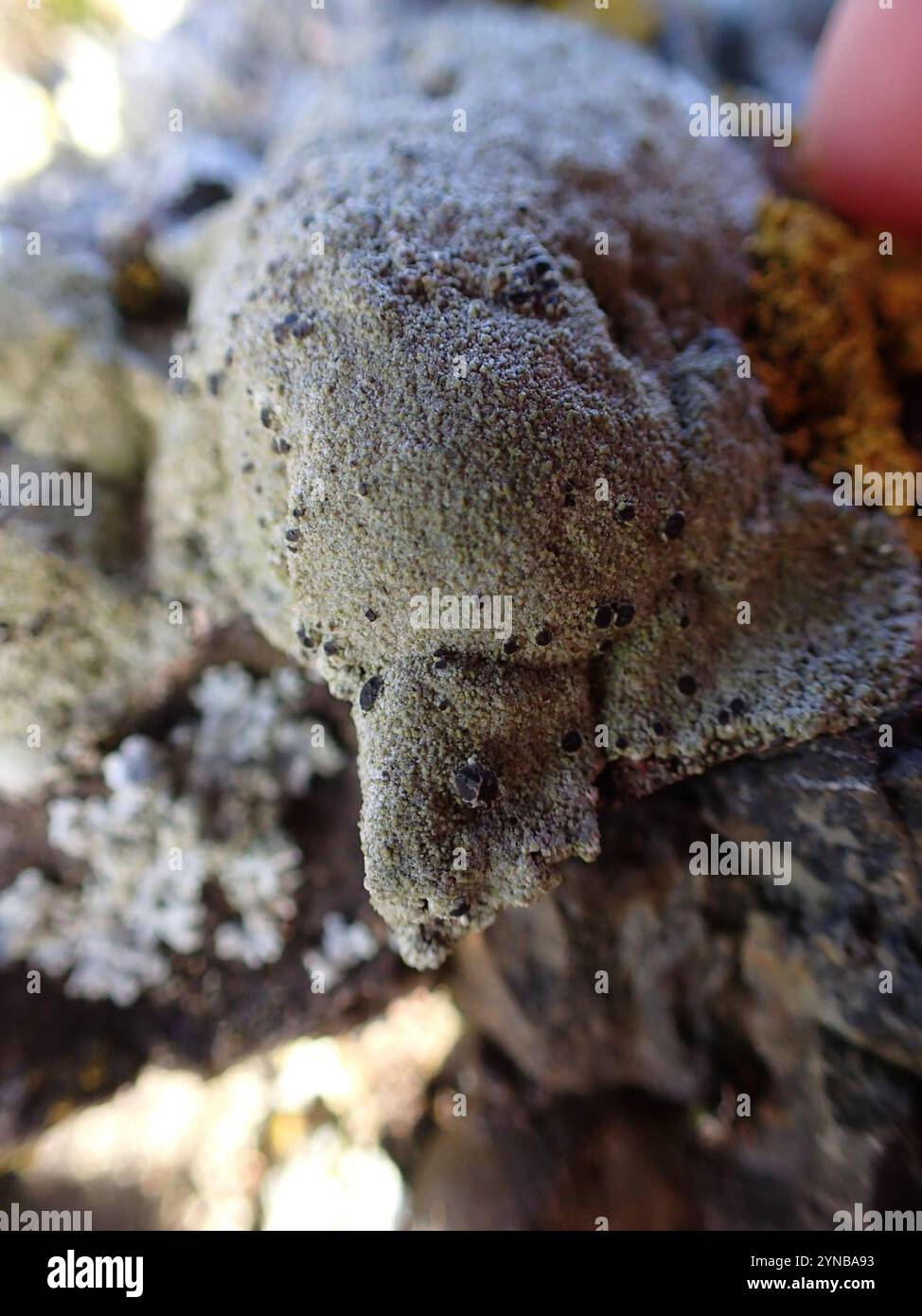Ascomycete Fungi (Ascomycota Stock Photo - Alamy