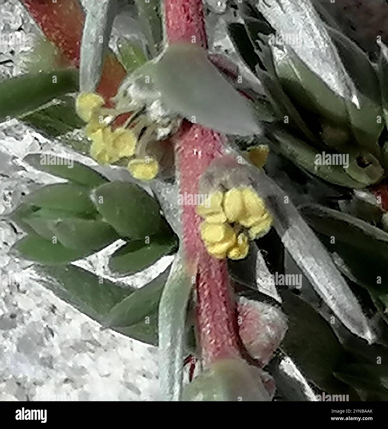 Beach Soutbos (Chenolea diffusa Stock Photo - Alamy