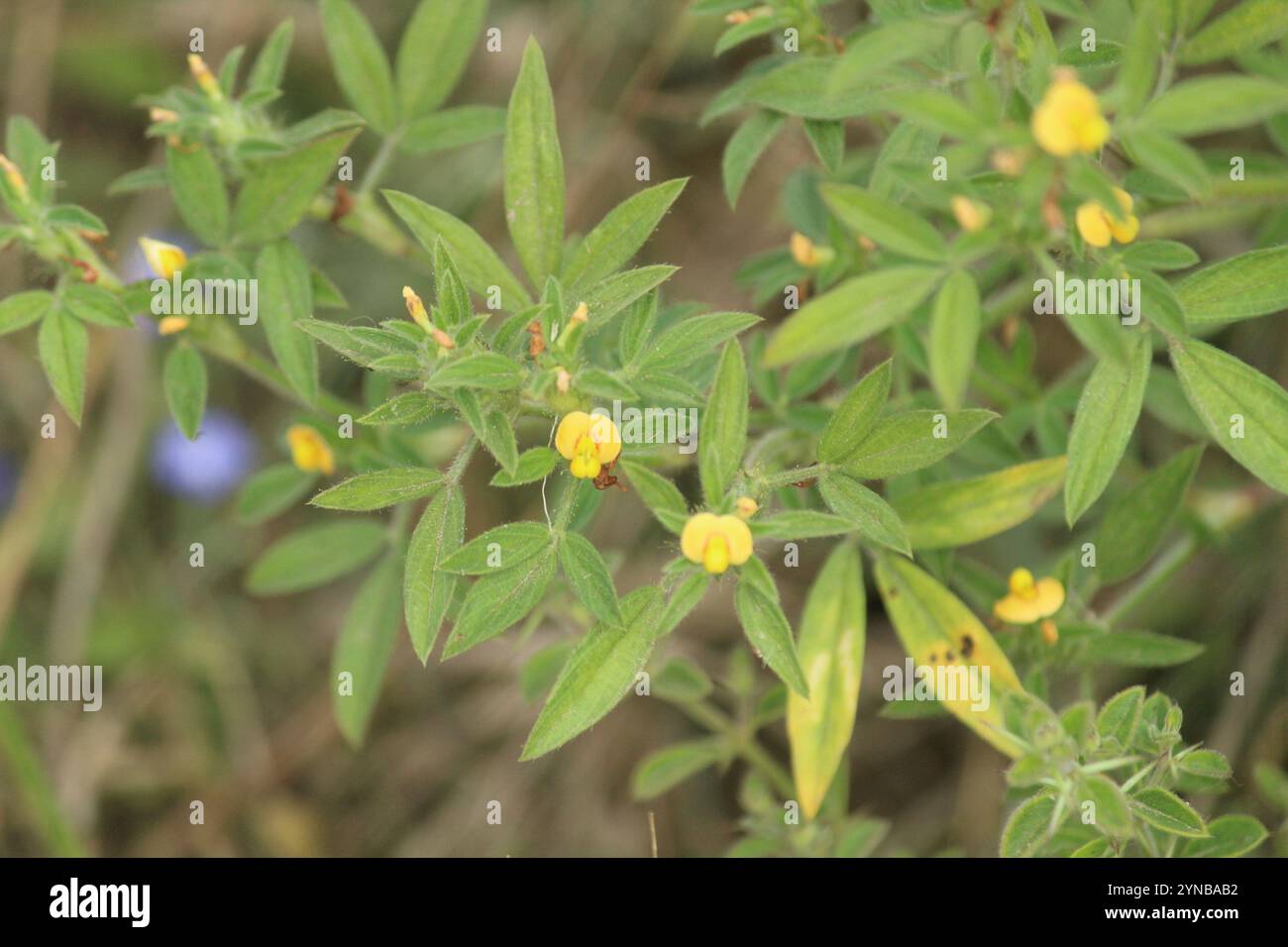 Caribbean Stylo (Stylosanthes hamata Stock Photo - Alamy