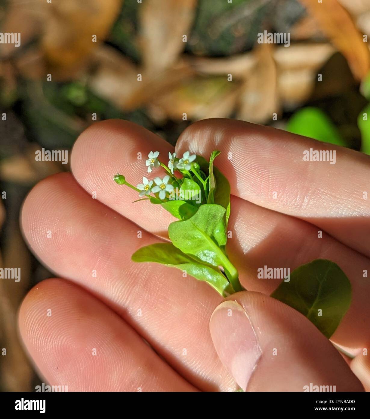 seaside brookweed (Samolus parviflorus Stock Photo - Alamy